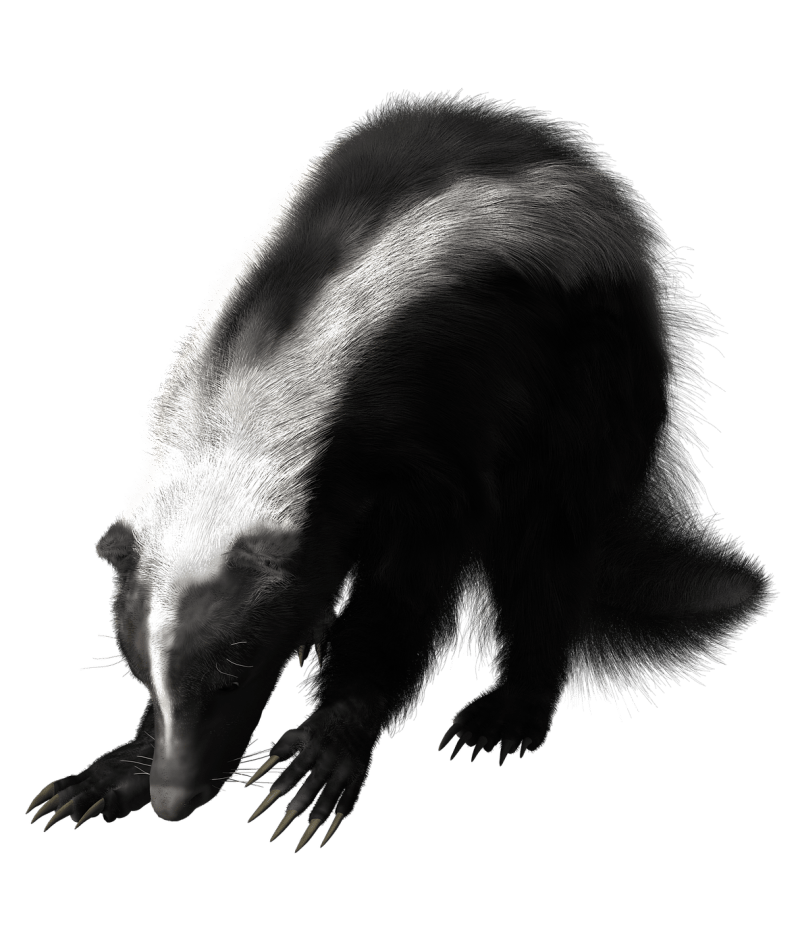 Adaptations - ilearneasy